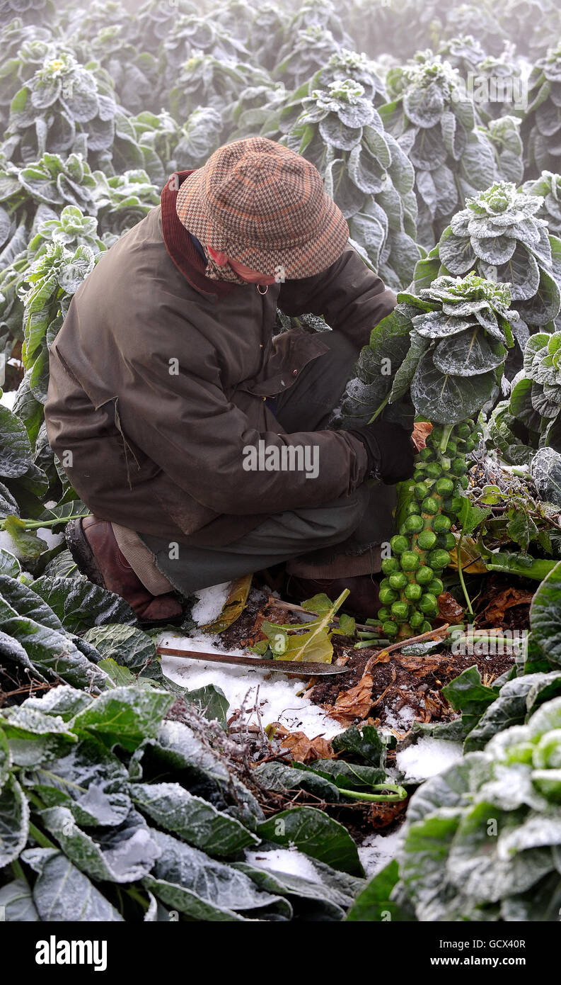 Brussel sprout farm Stock Photo - Alamy