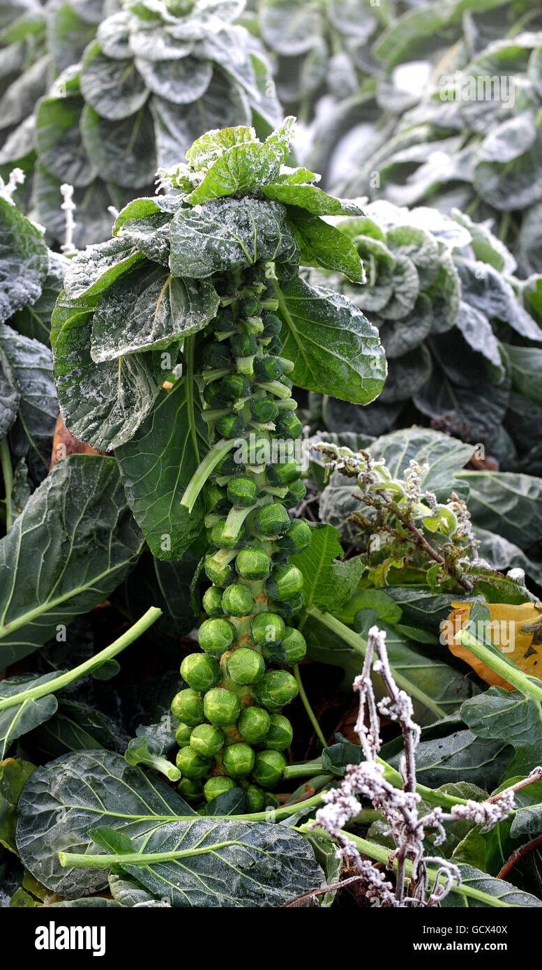 Brussel sprout farm Stock Photo - Alamy