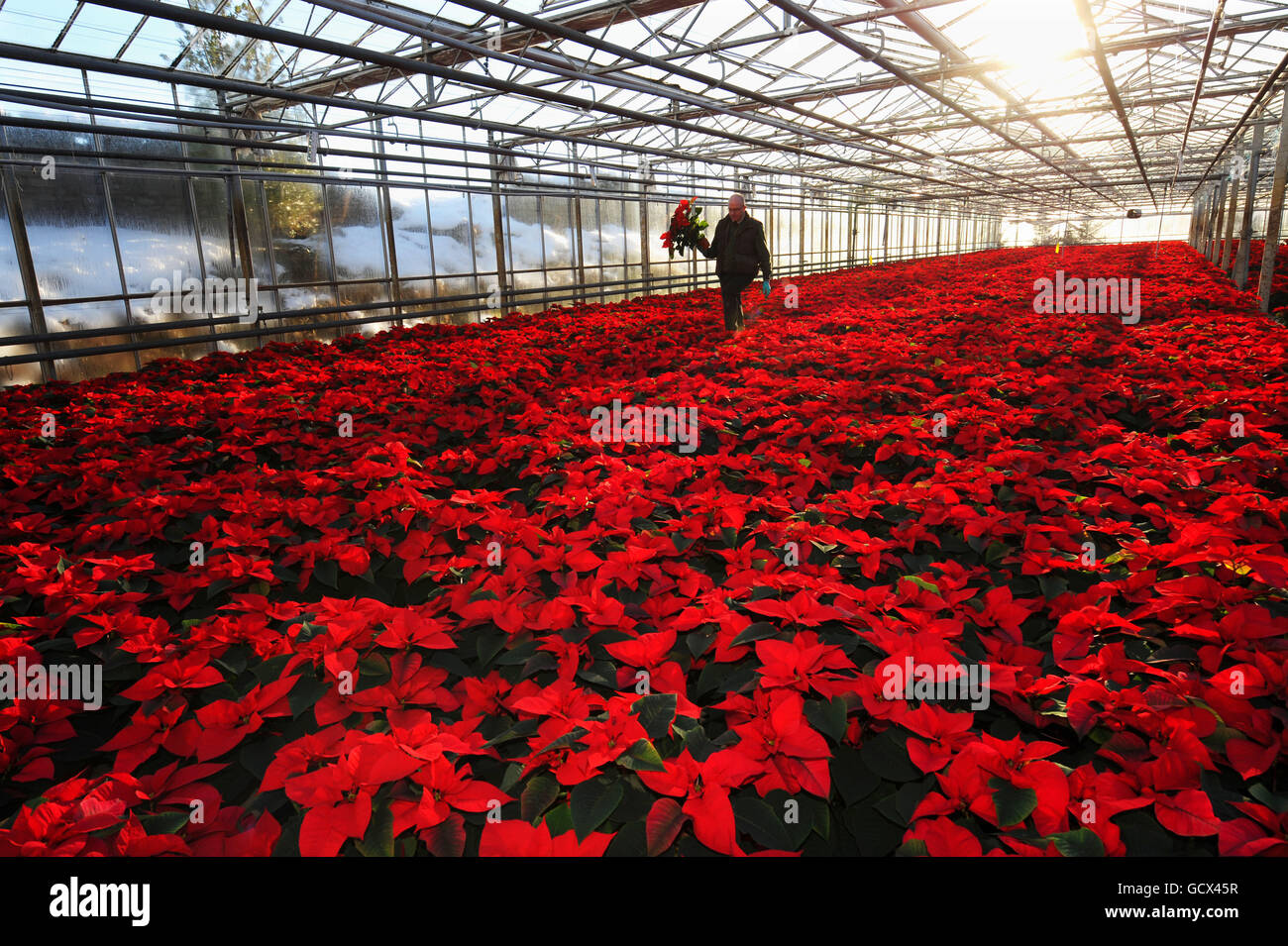 Thousands of poinsettia plants in the hothouses of Ravensworth Nursery ...