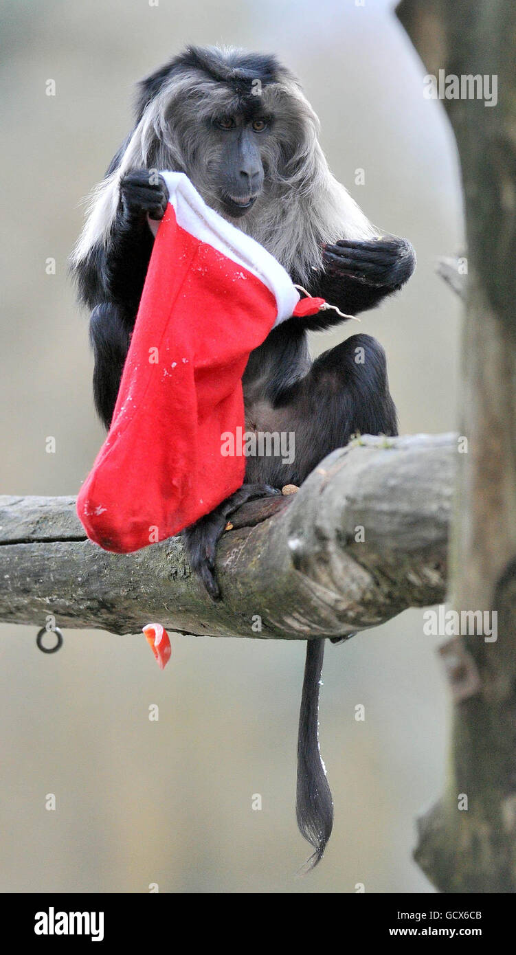 Christmas at Bristol Zoo Garden. One of Bristol Zoo Garden's Macaque ...
