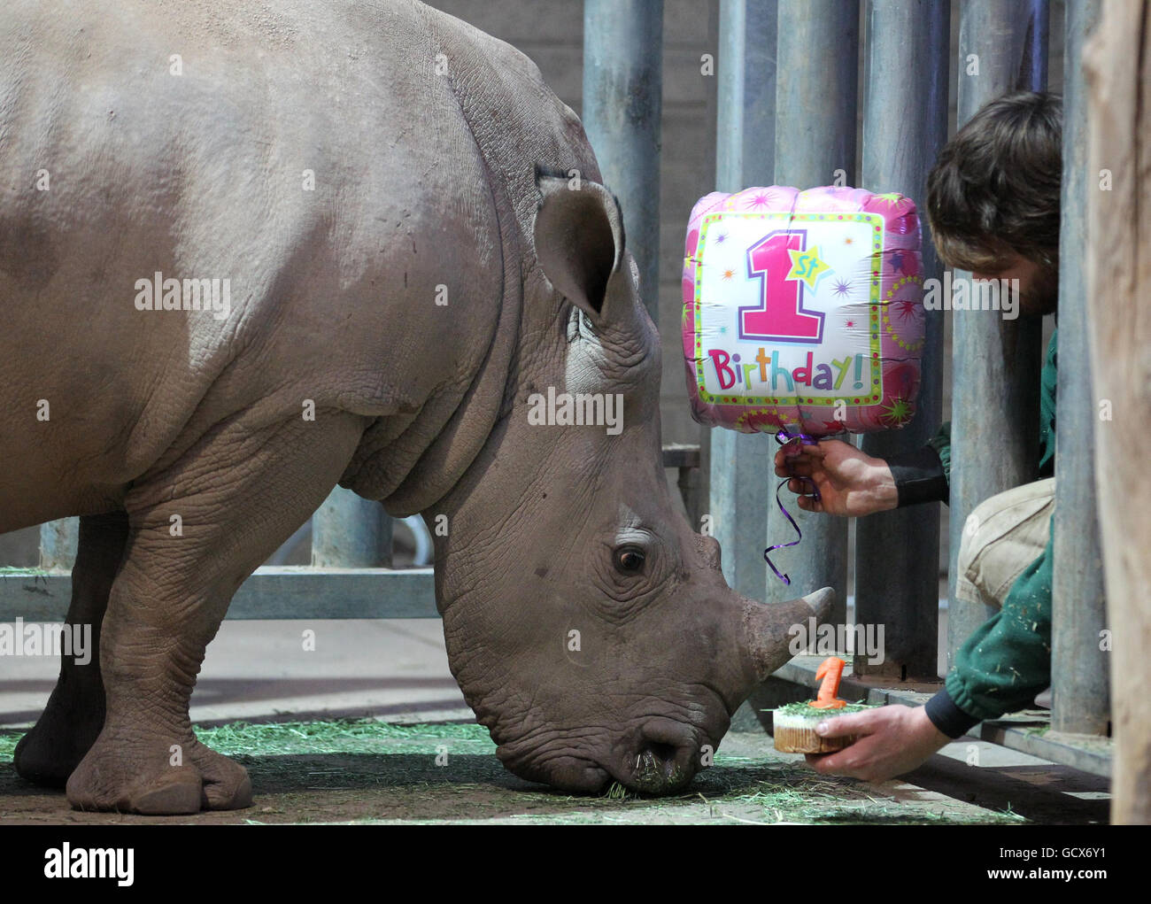 Ailsa the White Rhino celebrates her first birthday at Blair Drummond ...