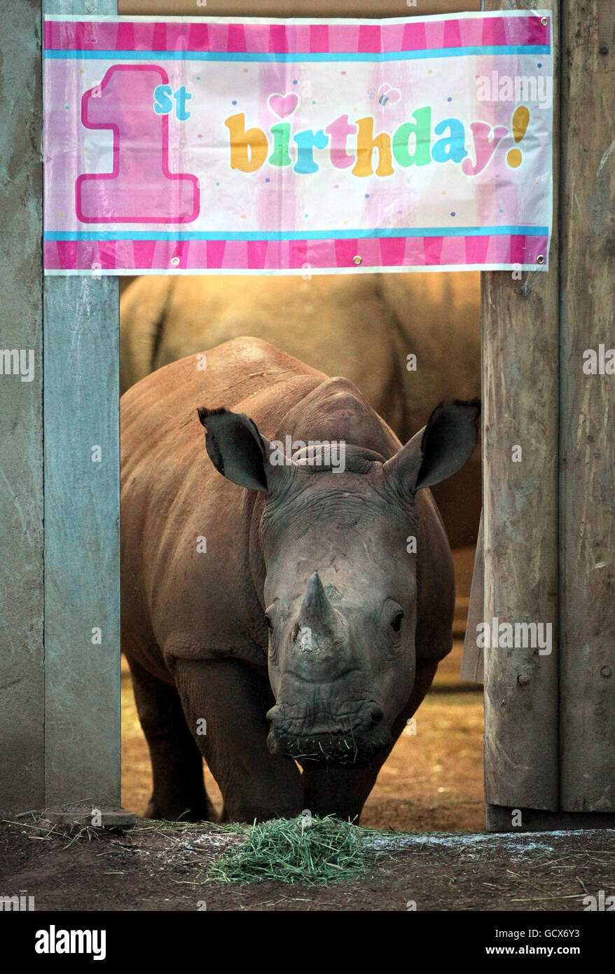 Rhino birthday hi-res stock photography and images - Alamy