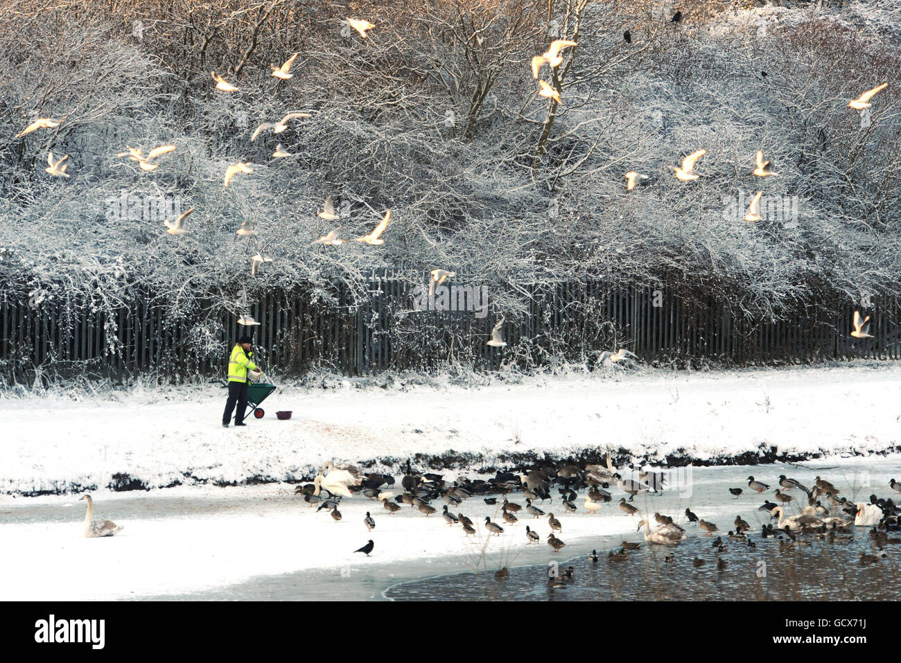 Birds swoop over a woman feeding birds at the Quarry Lake in North ...
