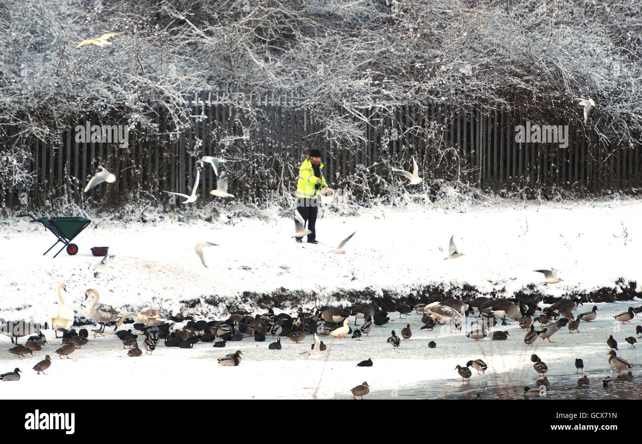 Birds swoop over a woman feeding birds at the Quarry Lake in North ...