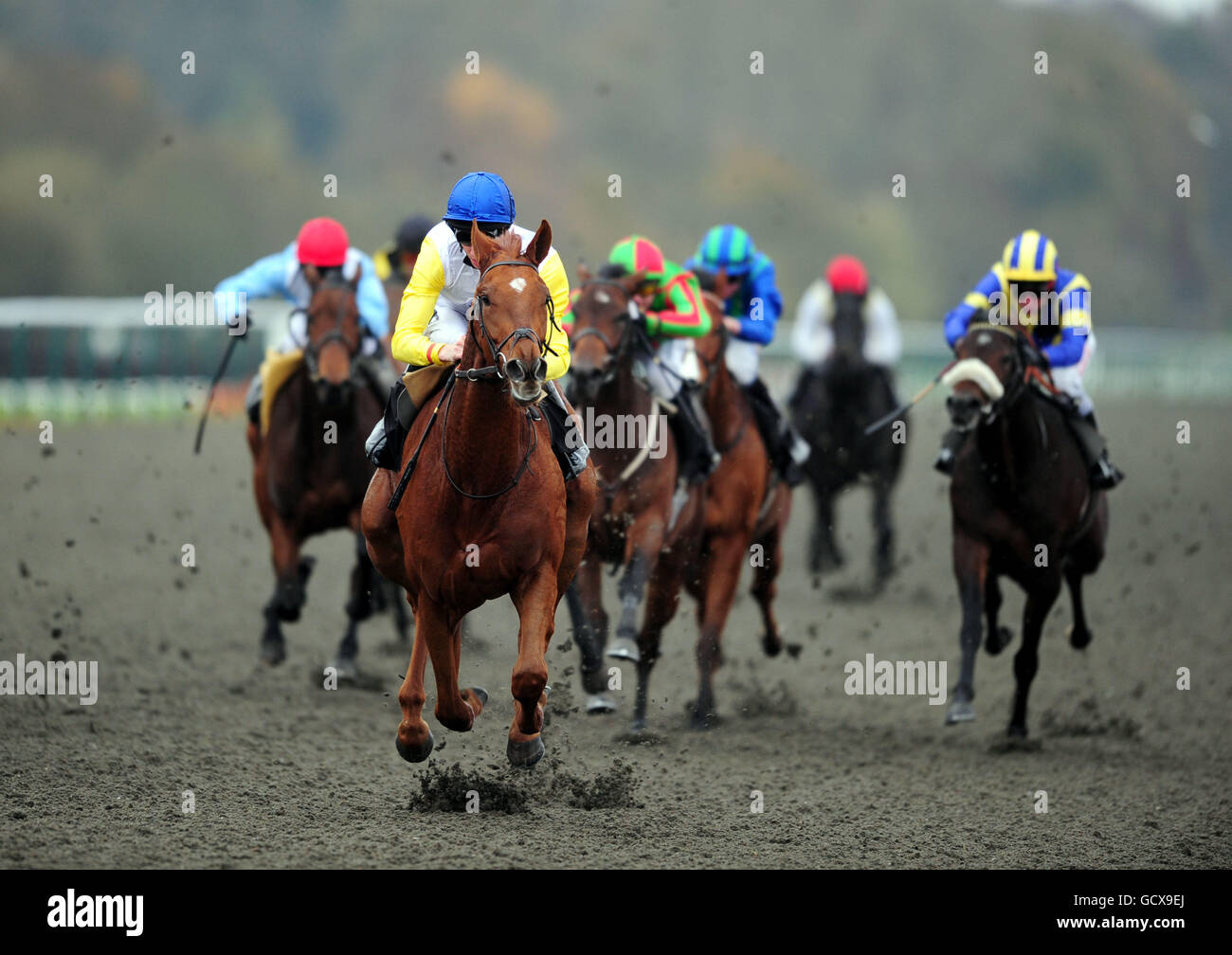 Horse Racing - Lingfield Park Racecourse Stock Photo - Alamy