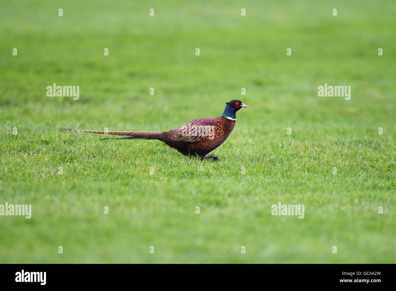 A pheasant on the turf at nottingham racecourse hi-res stock ...