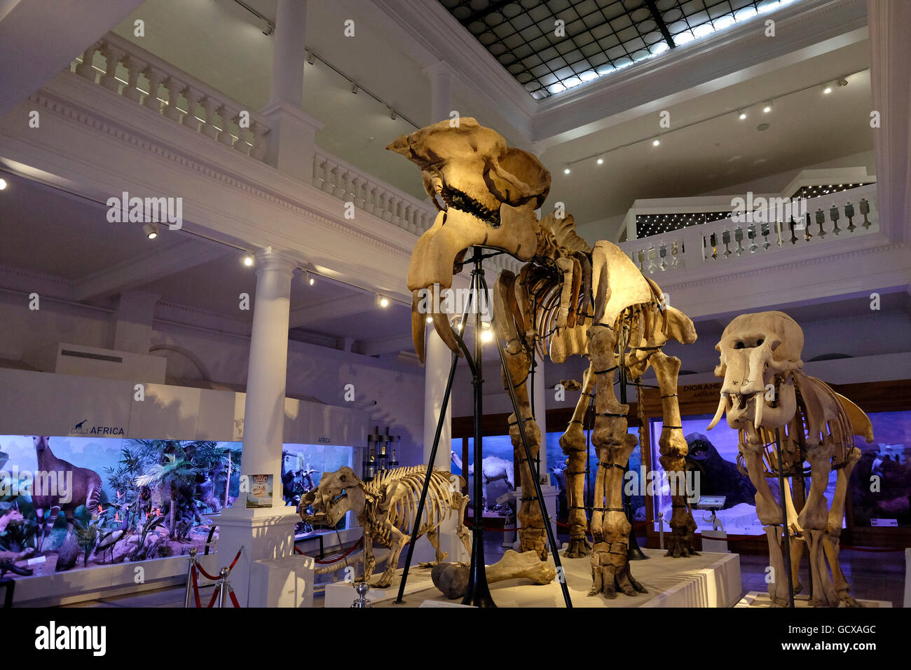Asian elephant calf skeleton exhibited in Grigore Antipa National ...