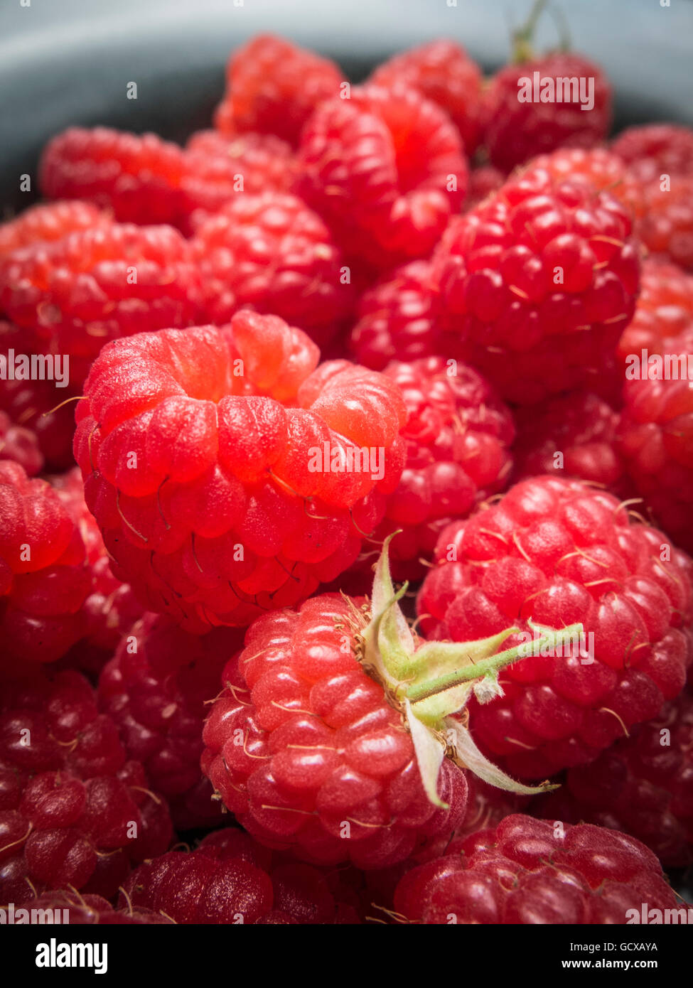 Bowl of freshly picked raspberries, Blue Ridge Mountains, North ...