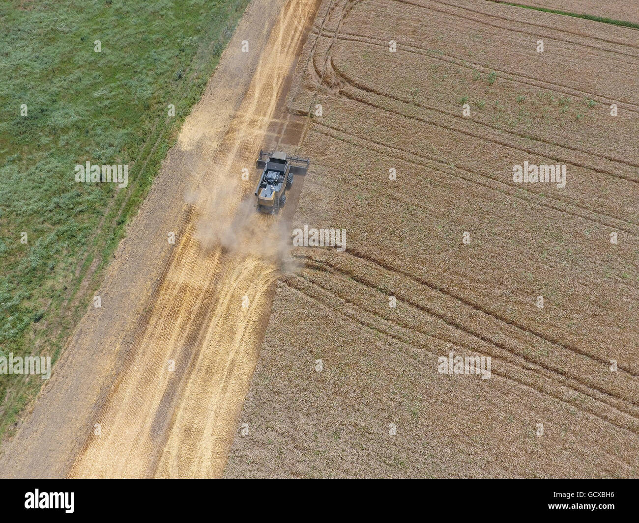 Harvesting wheat harvester. Agricultural machinery in operation Stock ...