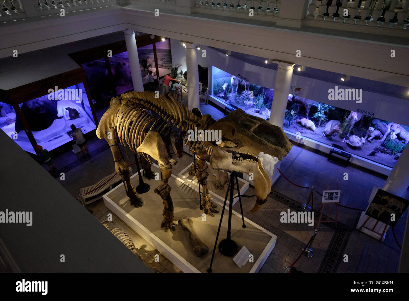 Asian elephant calf skeleton exhibited in Grigore Antipa National ...
