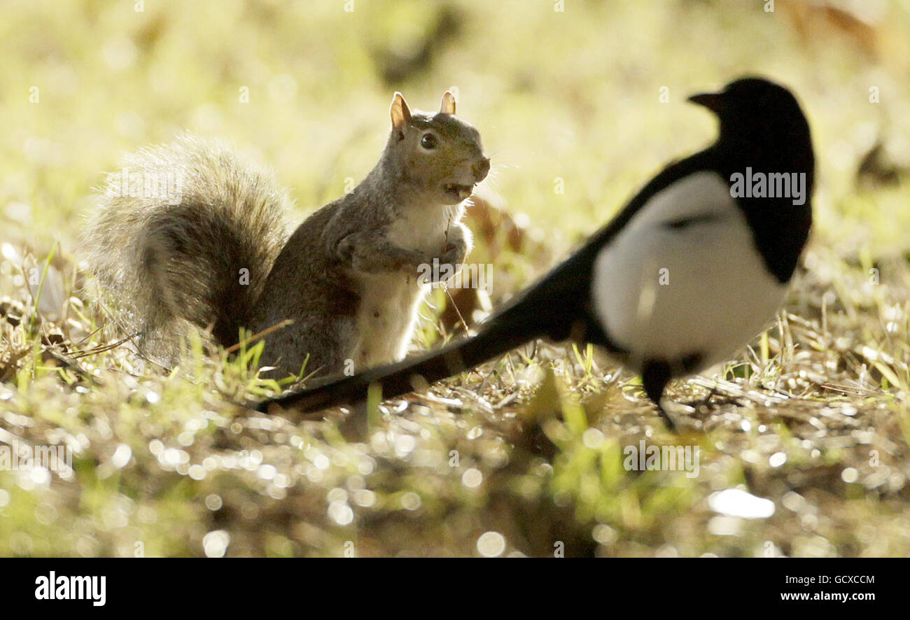 A squirrel and a magpie look at each other in Phoenix Park, Dublin ...