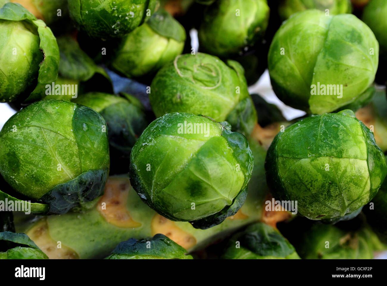 Brussel sprout farm Stock Photo - Alamy
