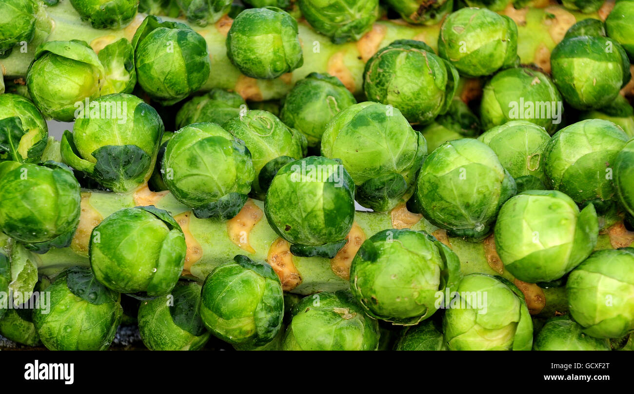A close up of brussel sprouts on Essington Farm, Staffordshire Stock ...