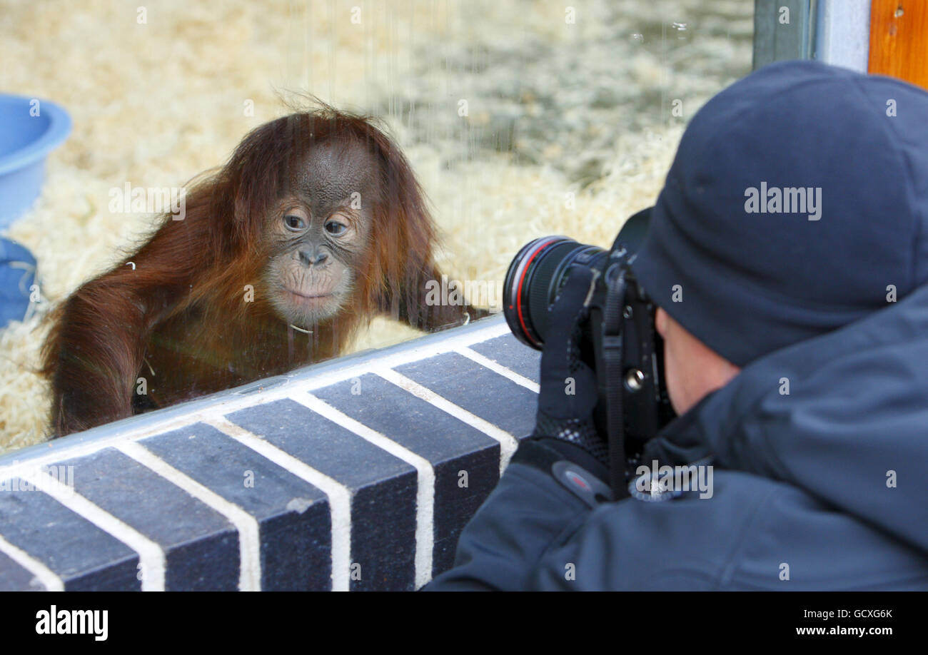 Silvestre, an 11-month-old Sumatran orang-utan enjoys his new home in ...