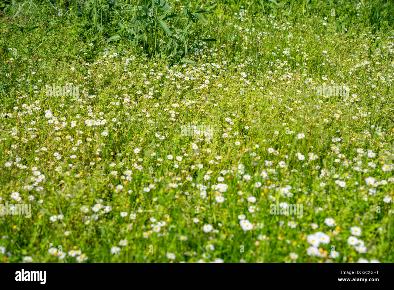 field of blooming wild flowers in Germany Stock Photo - Alamy