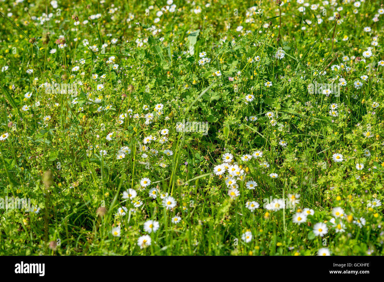 field of blooming wild flowers in Germany Stock Photo - Alamy