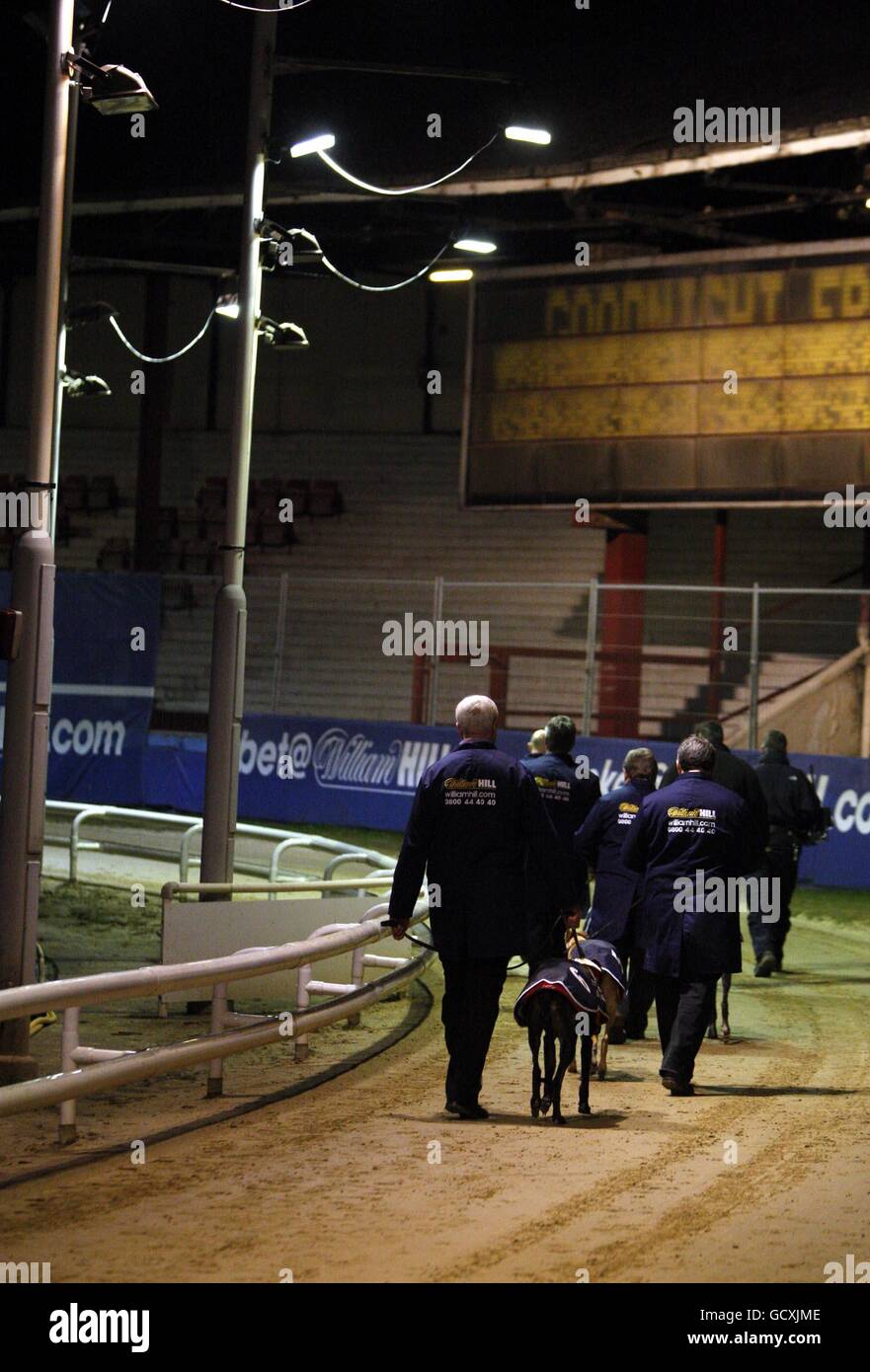 Greyhounds - Wimbledon Greyhound Stadium Stock Photo - Alamy