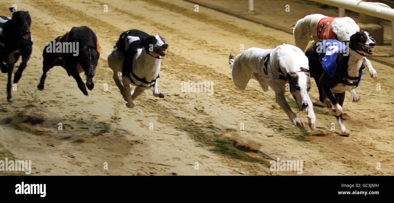 Greyhounds - Wimbledon Greyhound Stadium. Greyhounds in action during ...