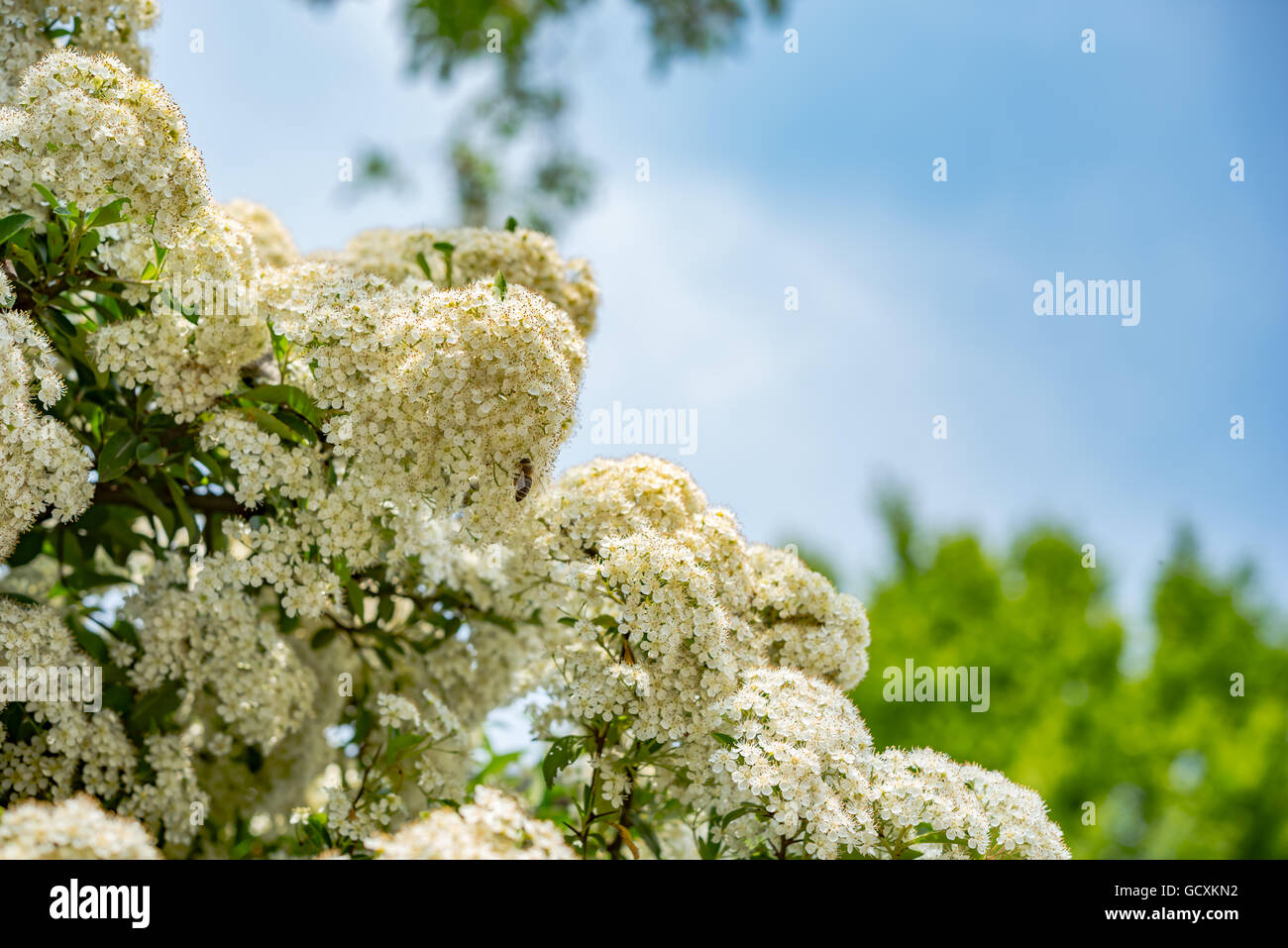 Blossom tree over nature background Stock Photo - Alamy