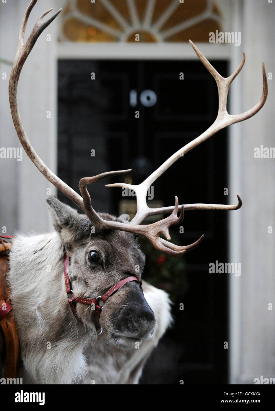 A reindeer stands outside 10 Downing Street, London, where they were ...