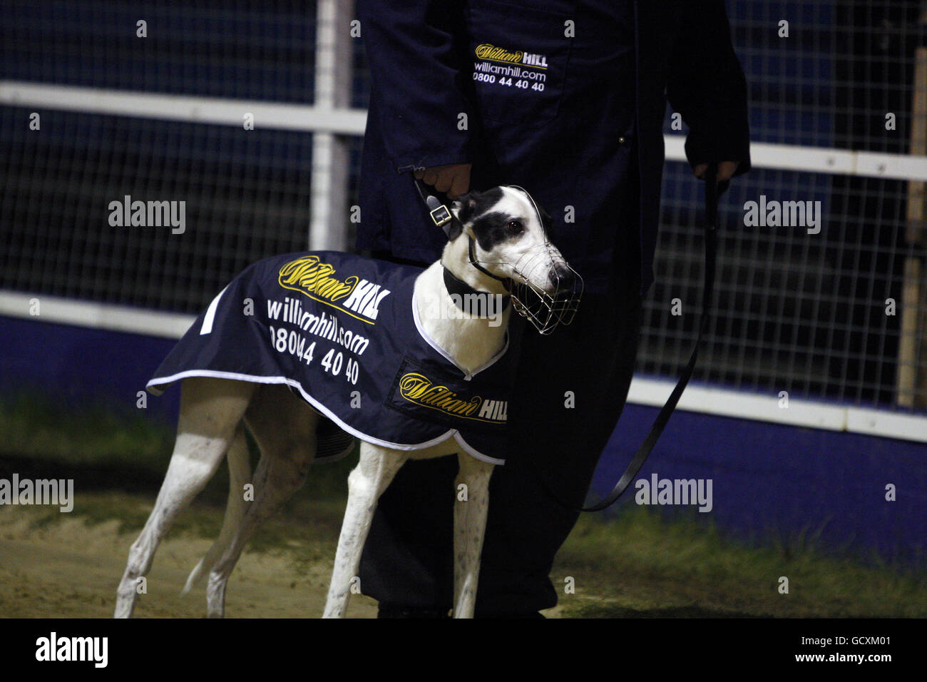 Greyhounds - Wimbledon Greyhound Stadium Stock Photo - Alamy