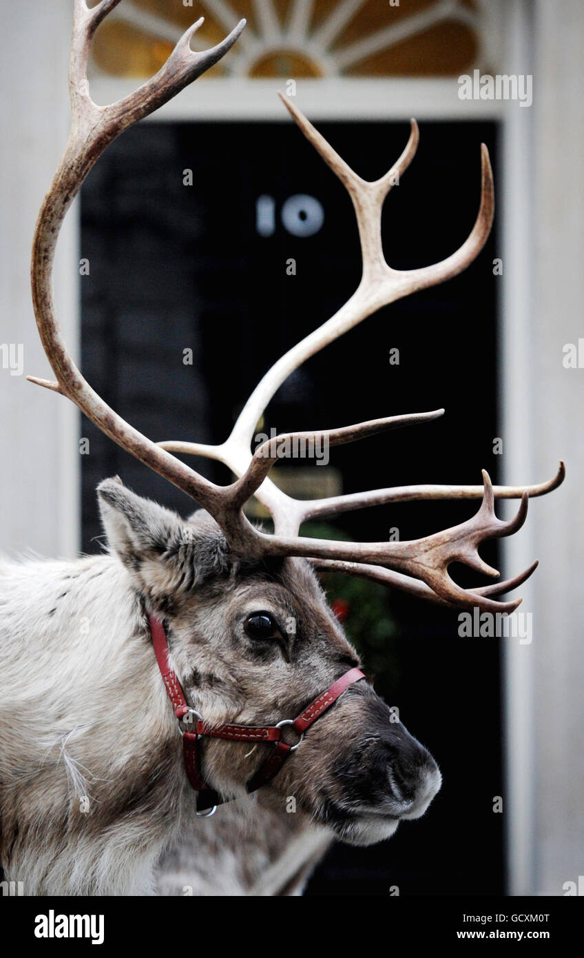 A reindeer stands outside 10 Downing Street, London, where they were ...