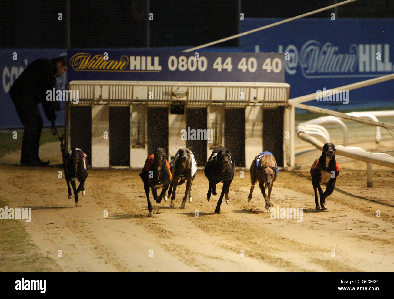 Greyhounds - Wimbledon Greyhound Stadium. Action at Wimbledon Greyhound ...