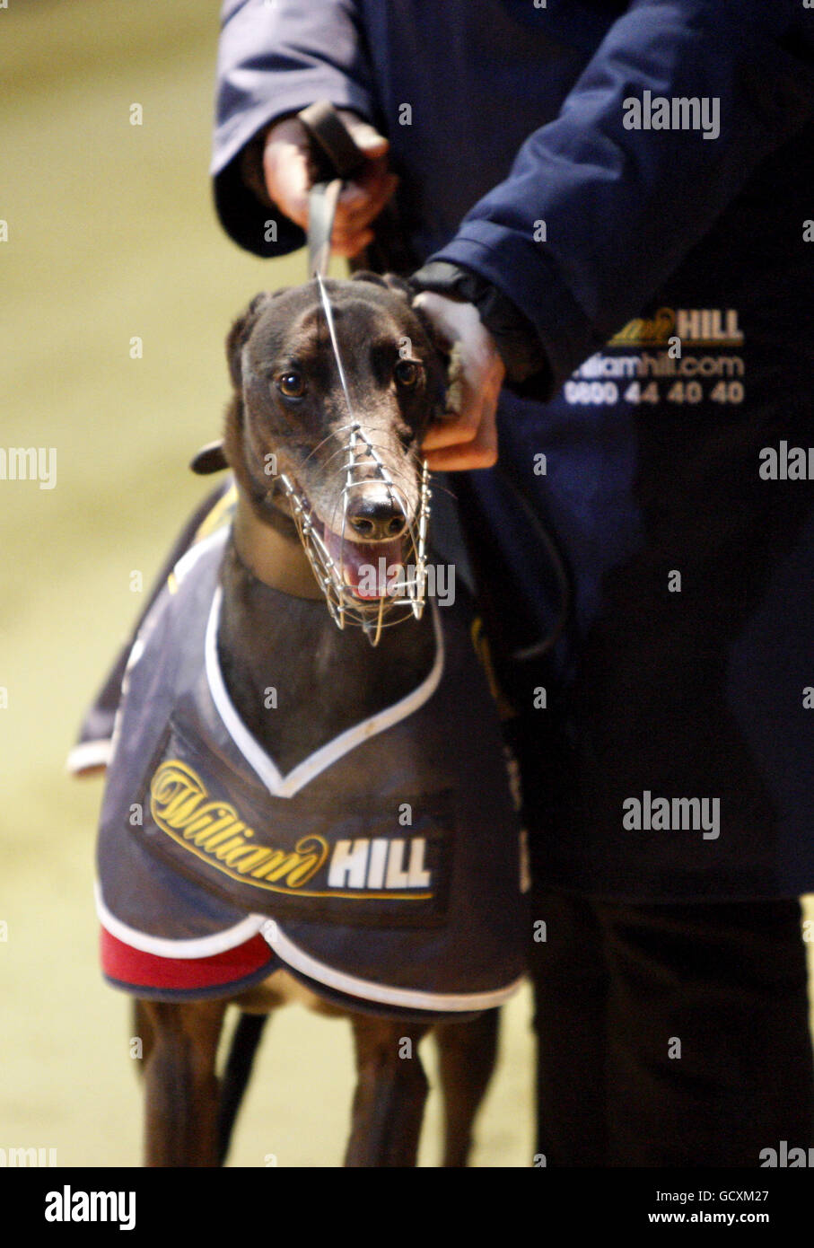 Greyhounds - Wimbledon Greyhound Stadium Stock Photo - Alamy