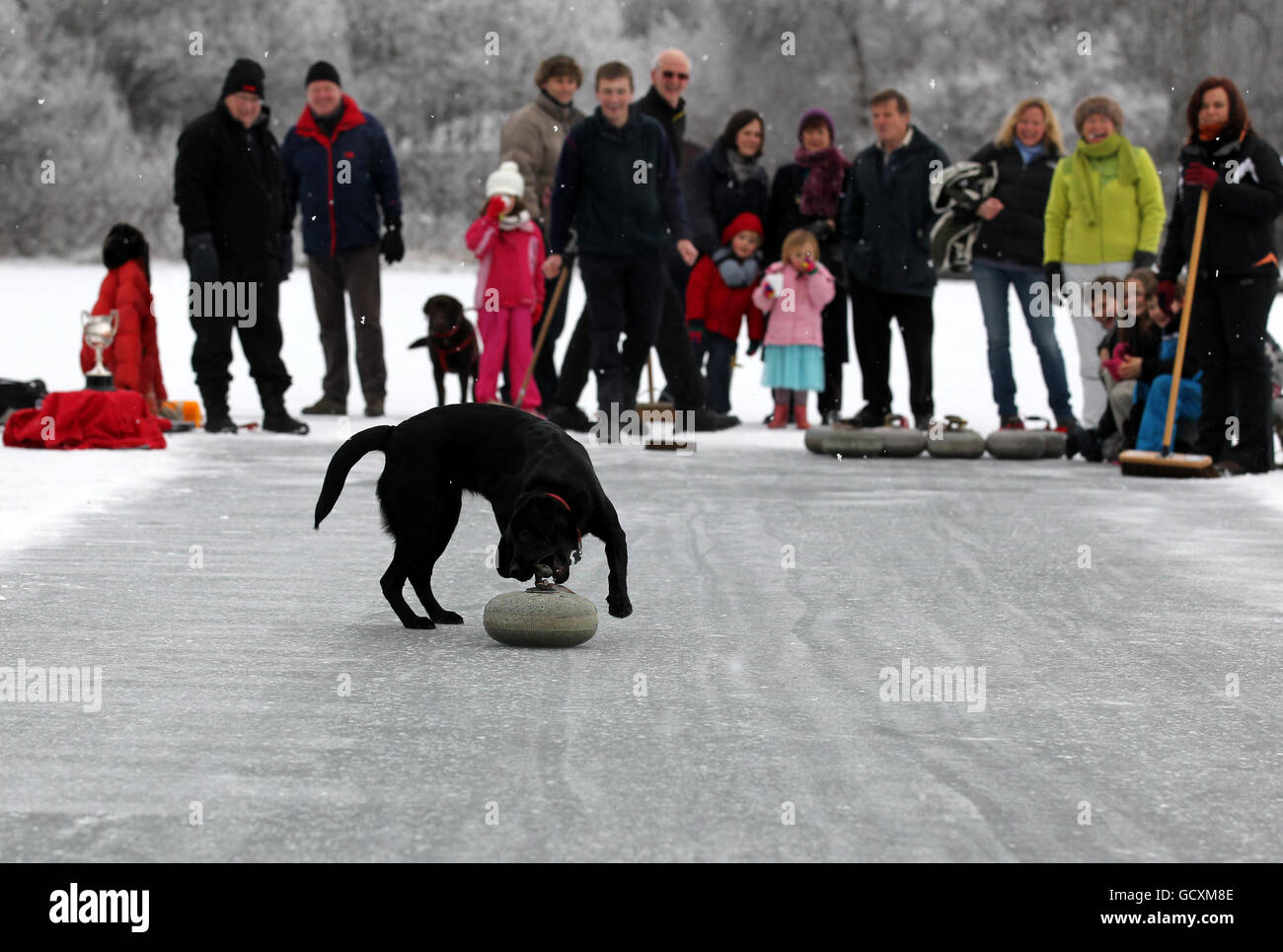 Black Labrador Beth chases a stone during the Stanley Cup curling match ...