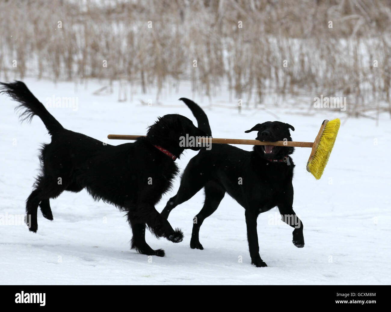 Dog plays with a broom during the Stanley Cup curling match Between ...