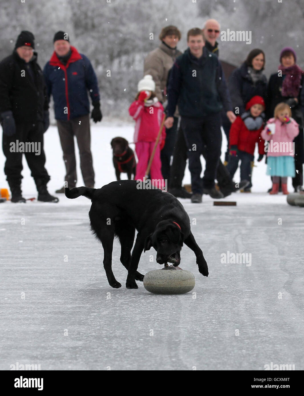 Black Labrador Beth chases a stone during the Stanley Cup curling match ...