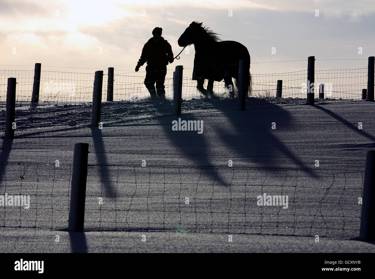 Stable hand Chrissie Busby moves horses at Riverside Livery near Denny ...