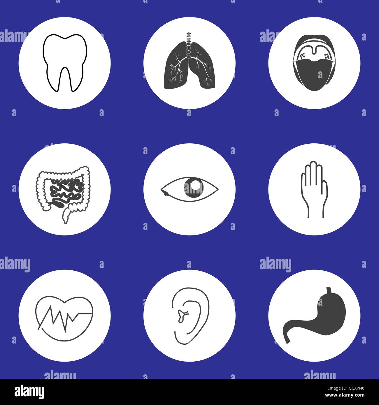 Organs of the human human body Stock Vector Images - Alamy