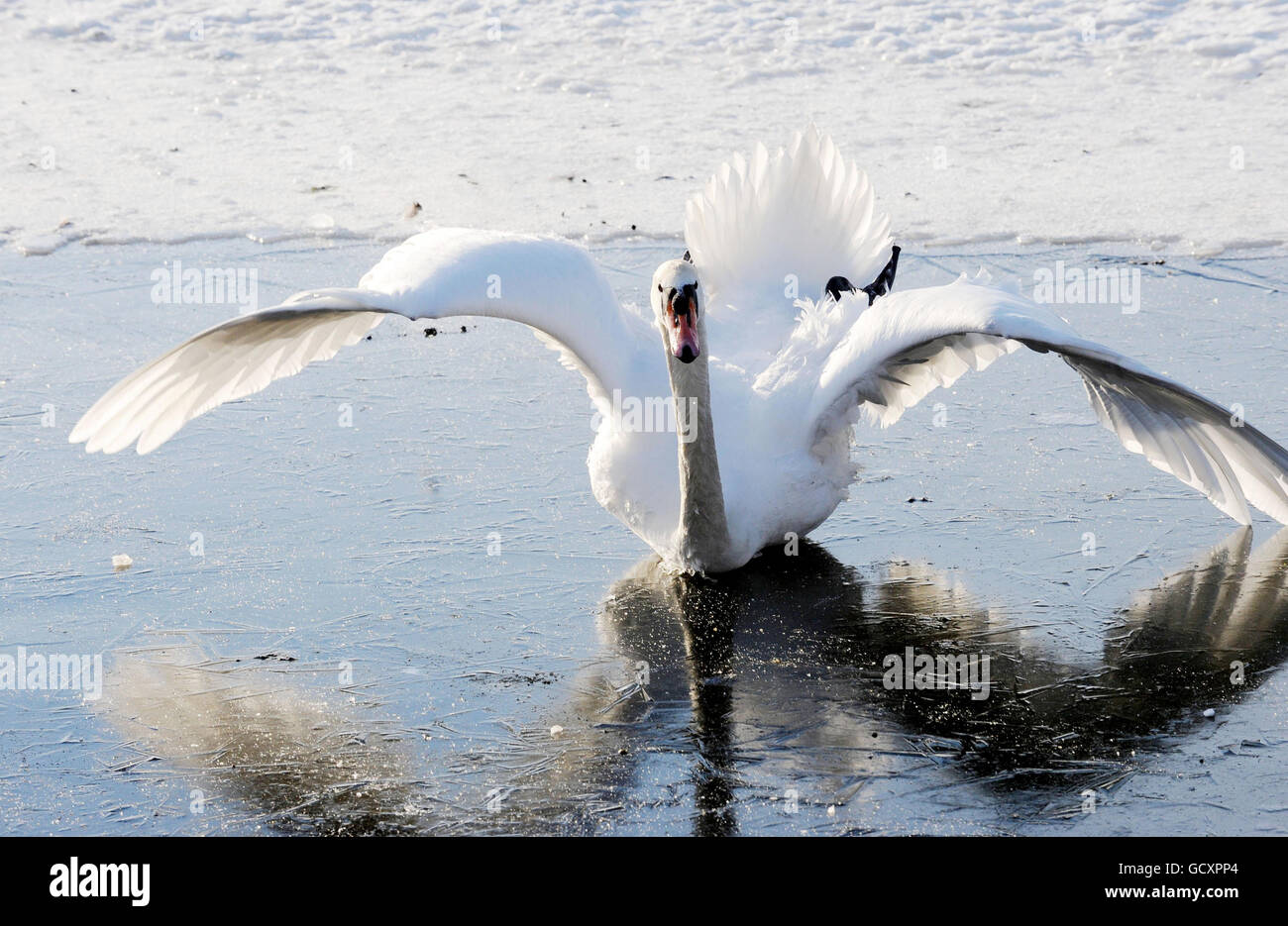 A swan comes in to land on a frozen lake at Fairburn Ings, RSPB reserve ...