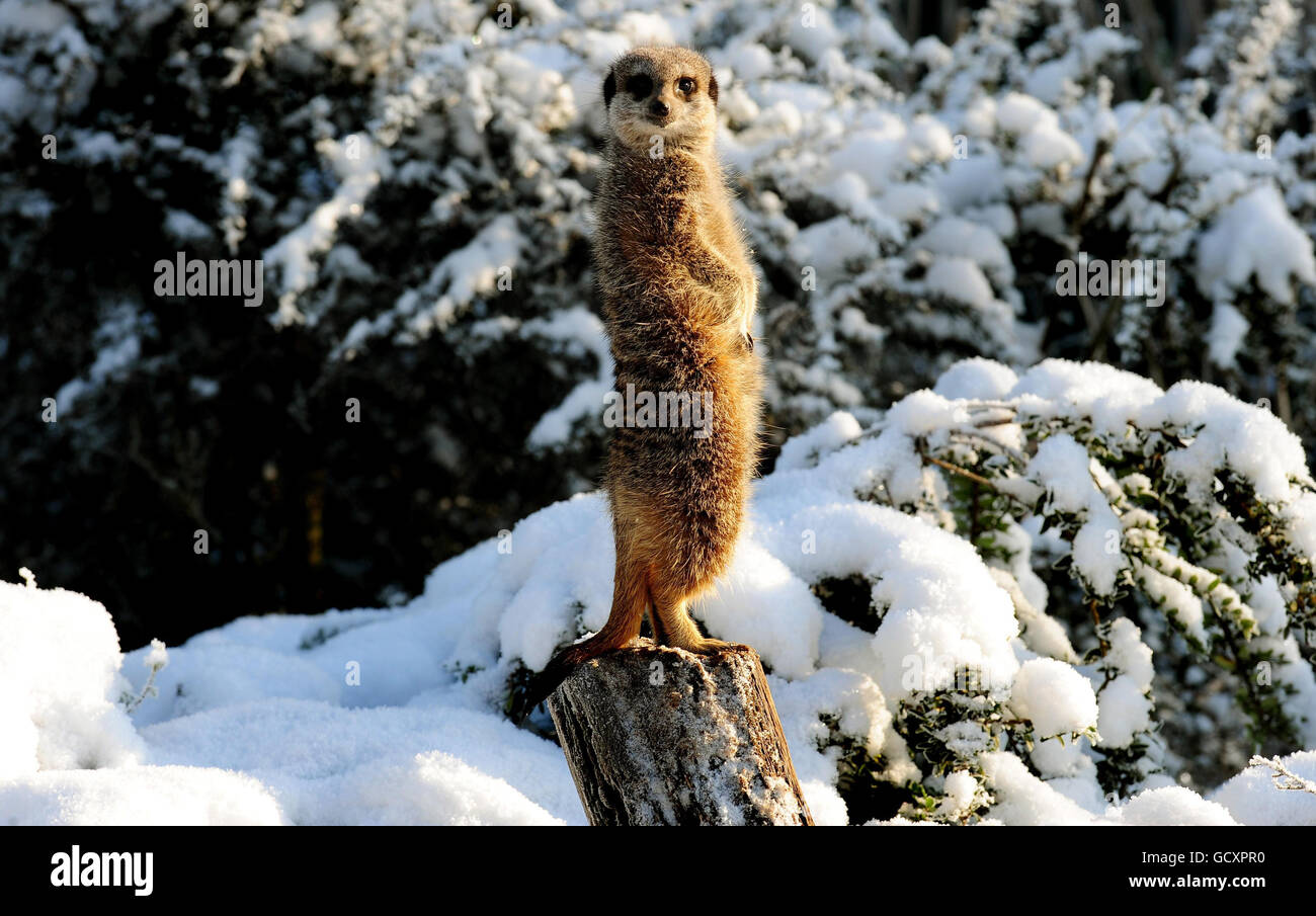 A meerkat looks out from a perch at Twycross Zoo, Warwickshire, as snow ...