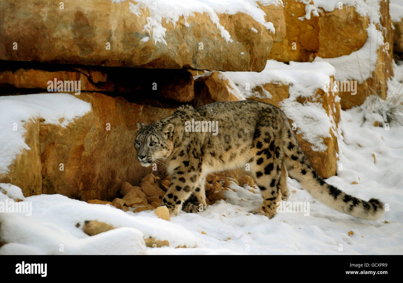 Suou, a male snow leopard enjoys the weather conditions at Twycross Zoo ...