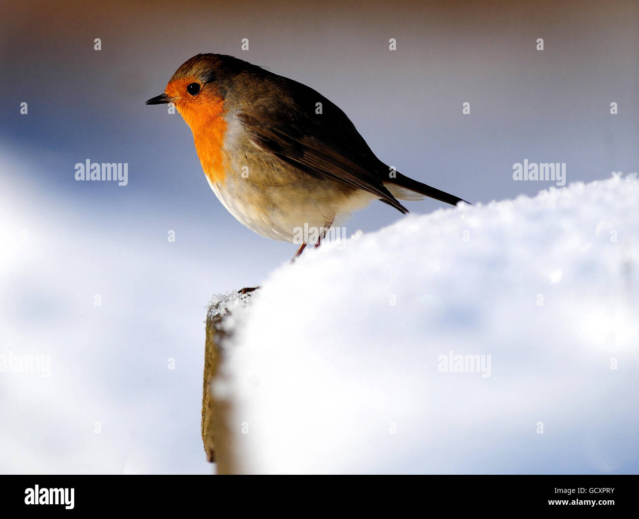 A Robin sit on a perch as he looks for food at Twycross Zoo ...