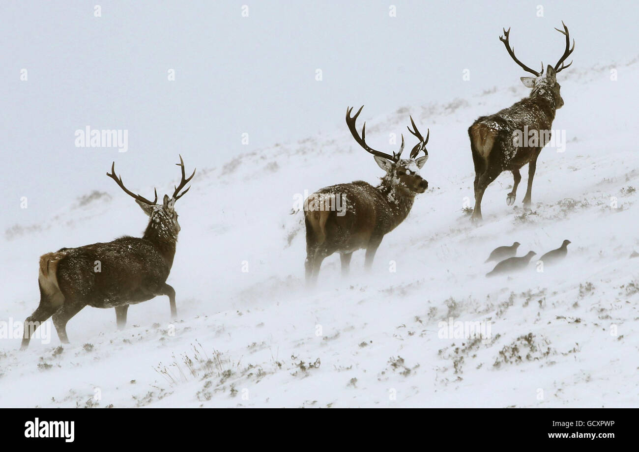 Red deer winter forage hi-res stock photography and images - Alamy