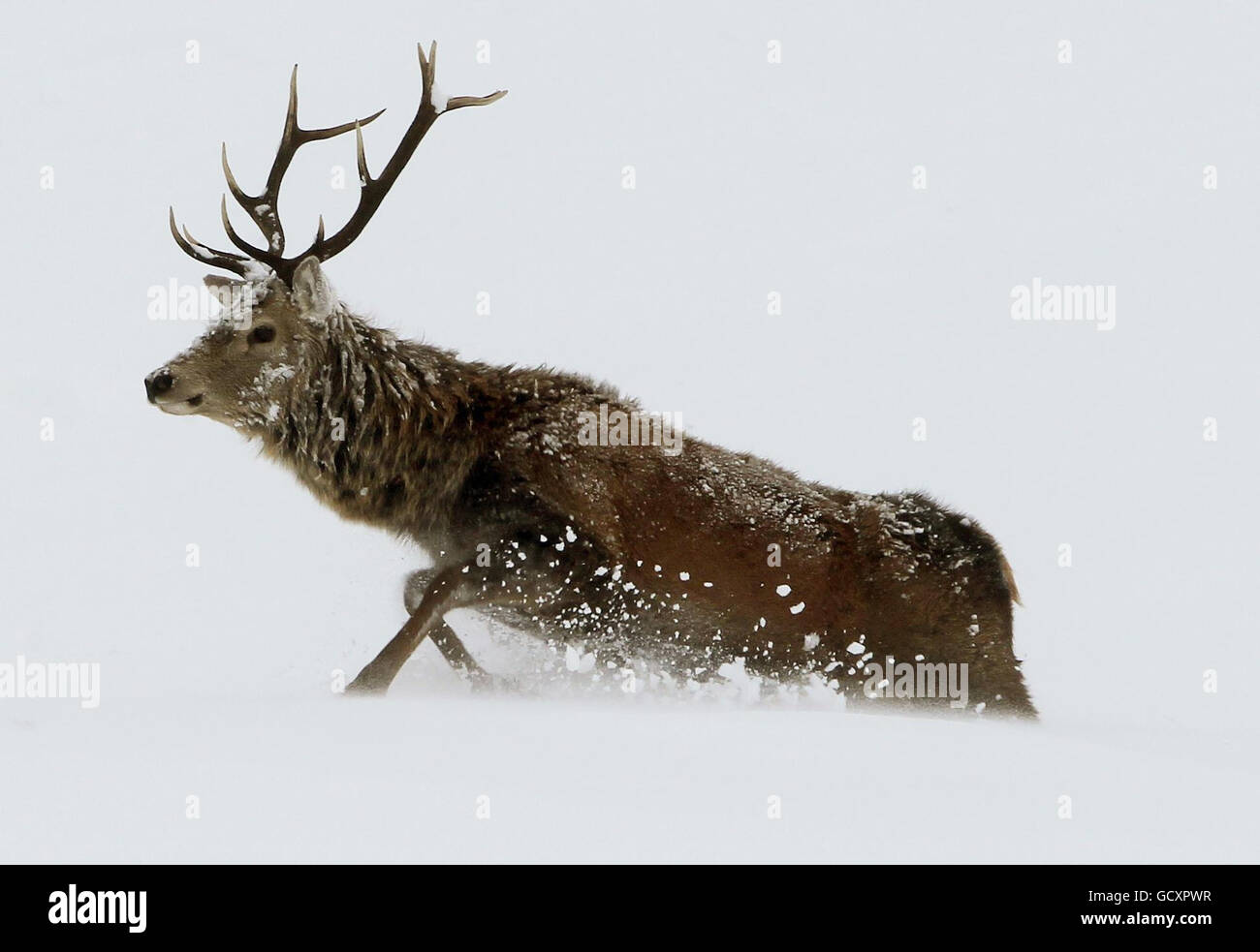 Red deer winter forage hi-res stock photography and images - Alamy