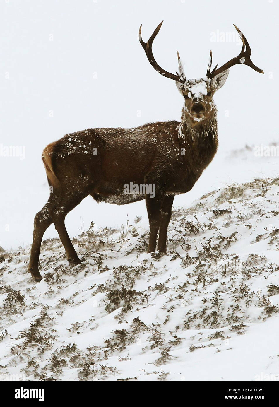 Red deer winter forage hi-res stock photography and images - Alamy