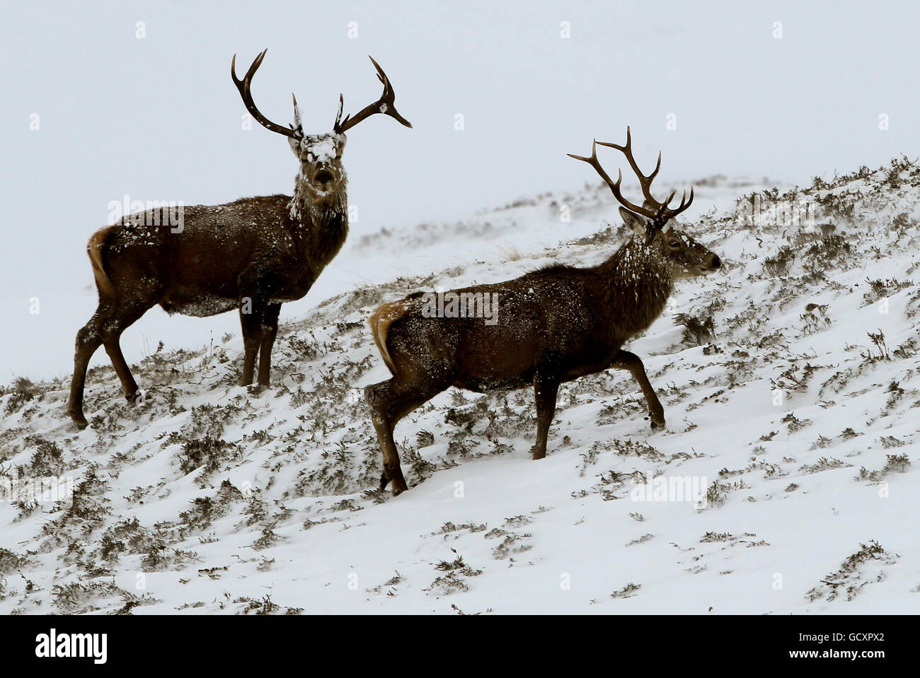 Red deer winter forage hi-res stock photography and images - Alamy