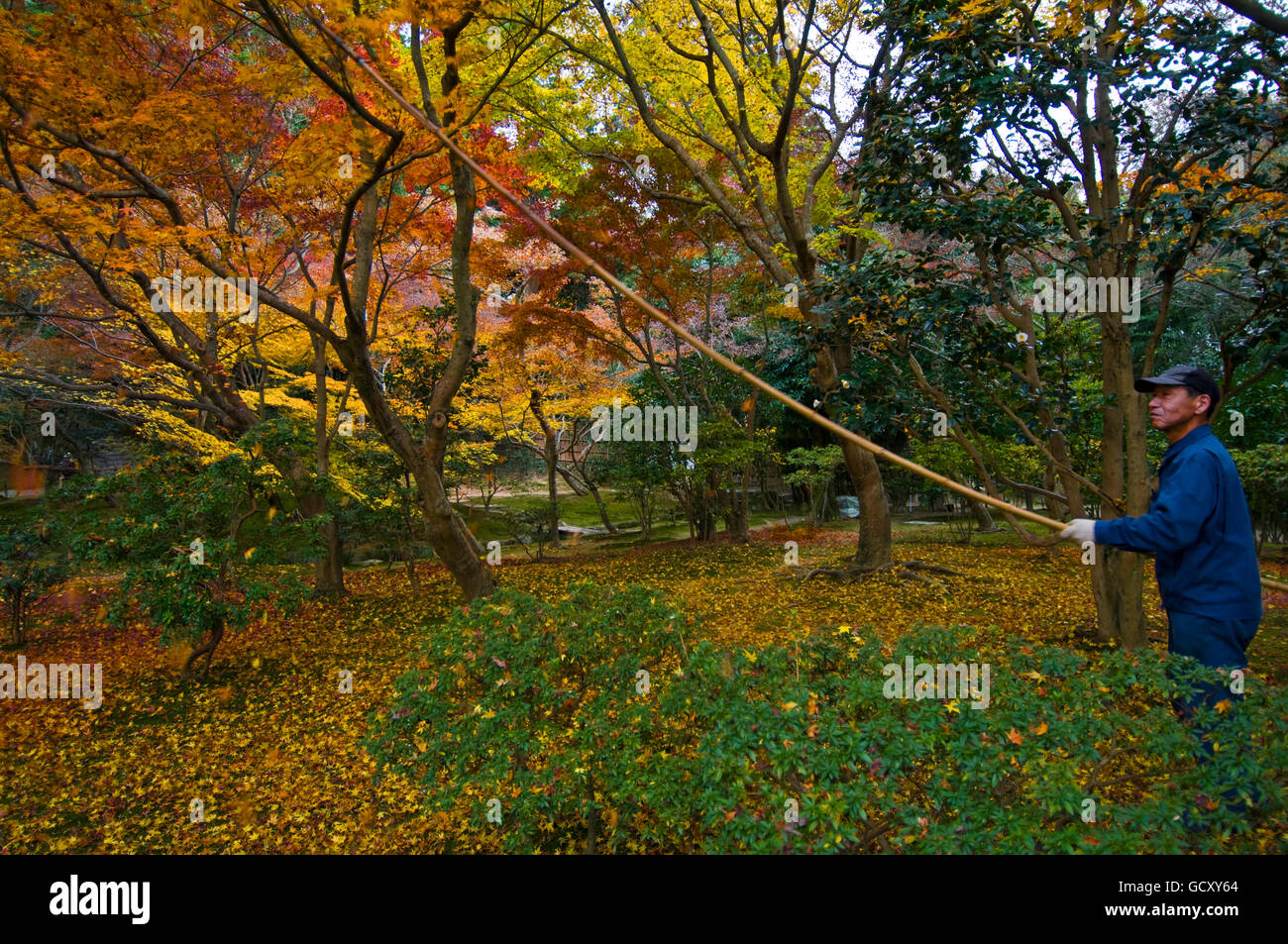 Mature garden with japanese maple trees hi-res stock photography and ...