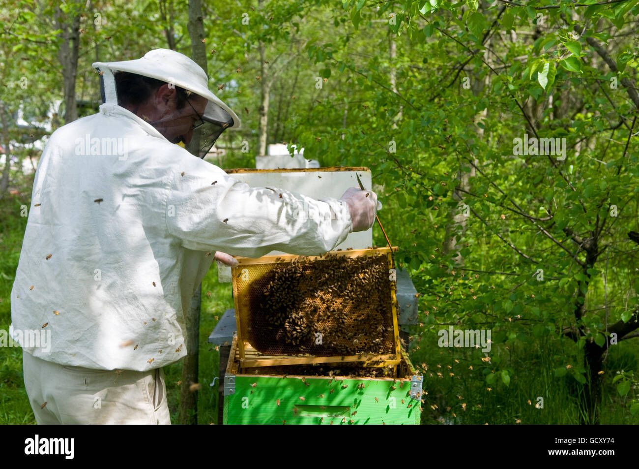 An apiarist, or beekeeper, studies the population of his workers Stock ...