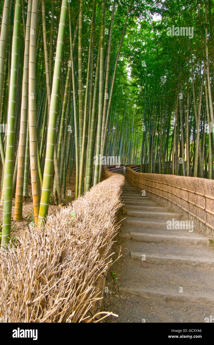 Japanese bamboo forests hi-res stock photography and images - Alamy