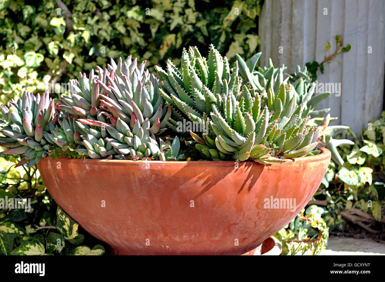 potted succulent plants in full sun Stock Photo - Alamy