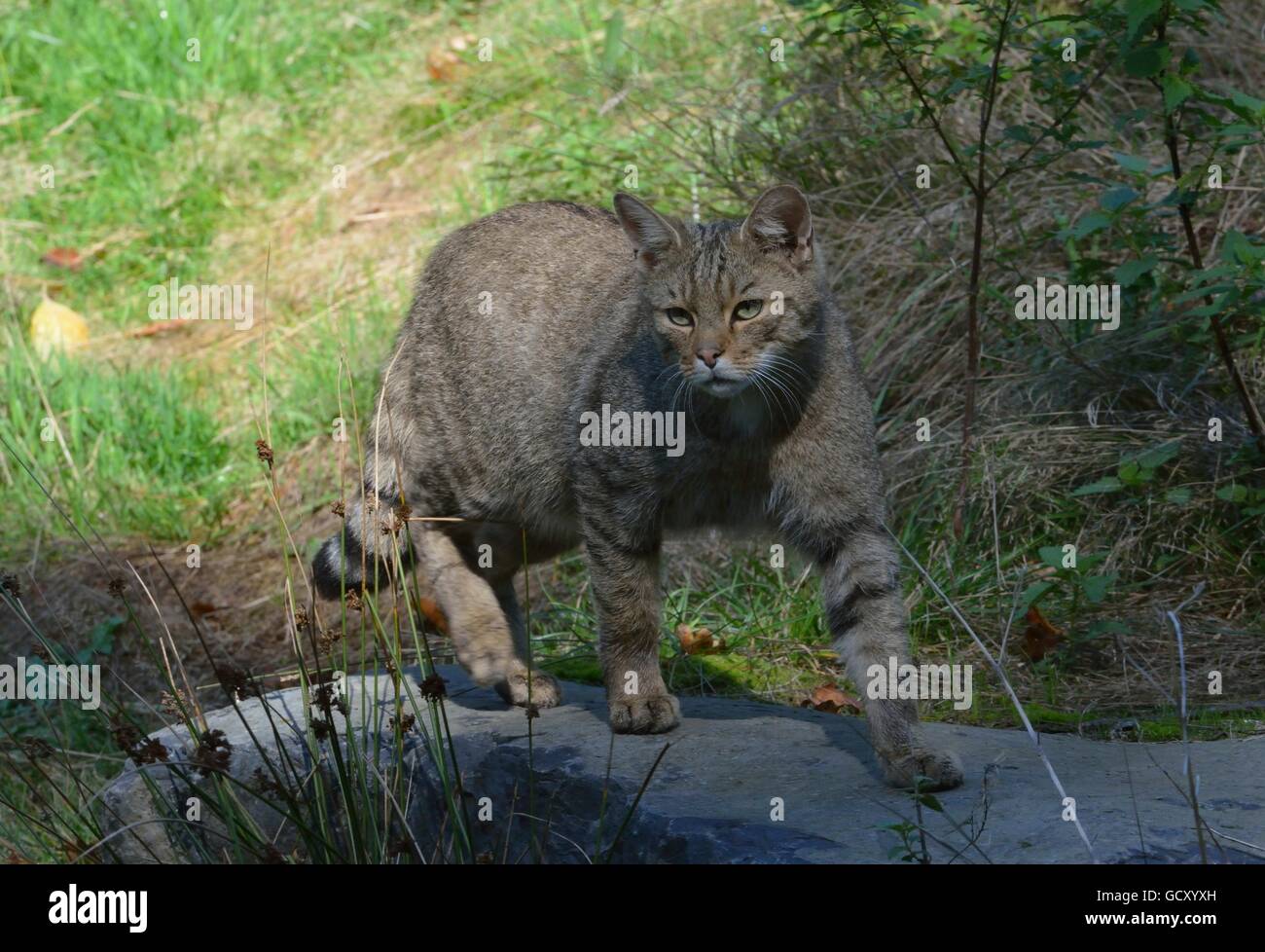 Wildcat, Cat, Germany, Animal, European Wildcat, Fur, Colour, grey ...