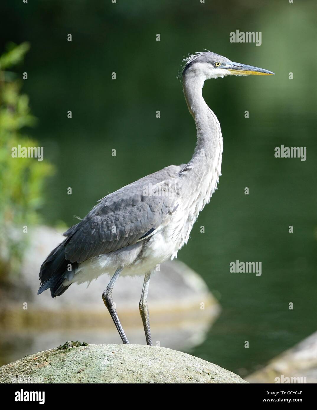 Grey heron, Bird, wading bird, colour, grey, animal, Germany, bank ...