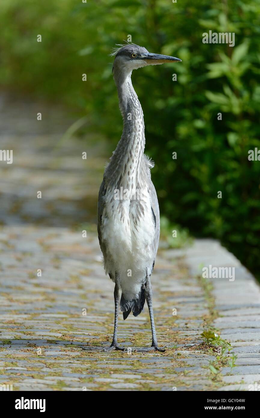 Grey heron, Bird, wading bird, colour, grey, animal, Germany, bank ...