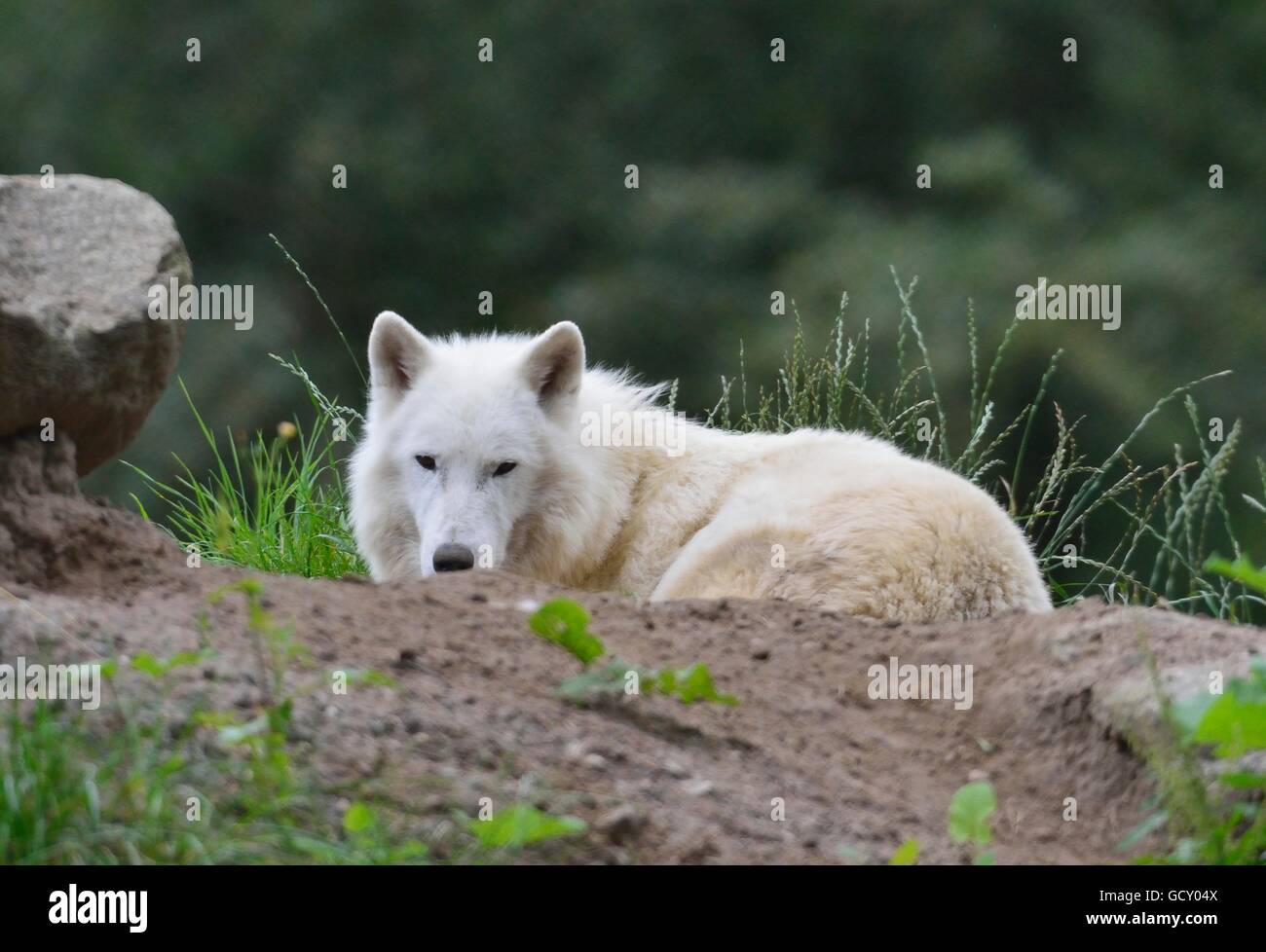 Tundra Wolf, Wolf, Mammal, Predator, Carnivora, Canis Lupus, Sibiria ...