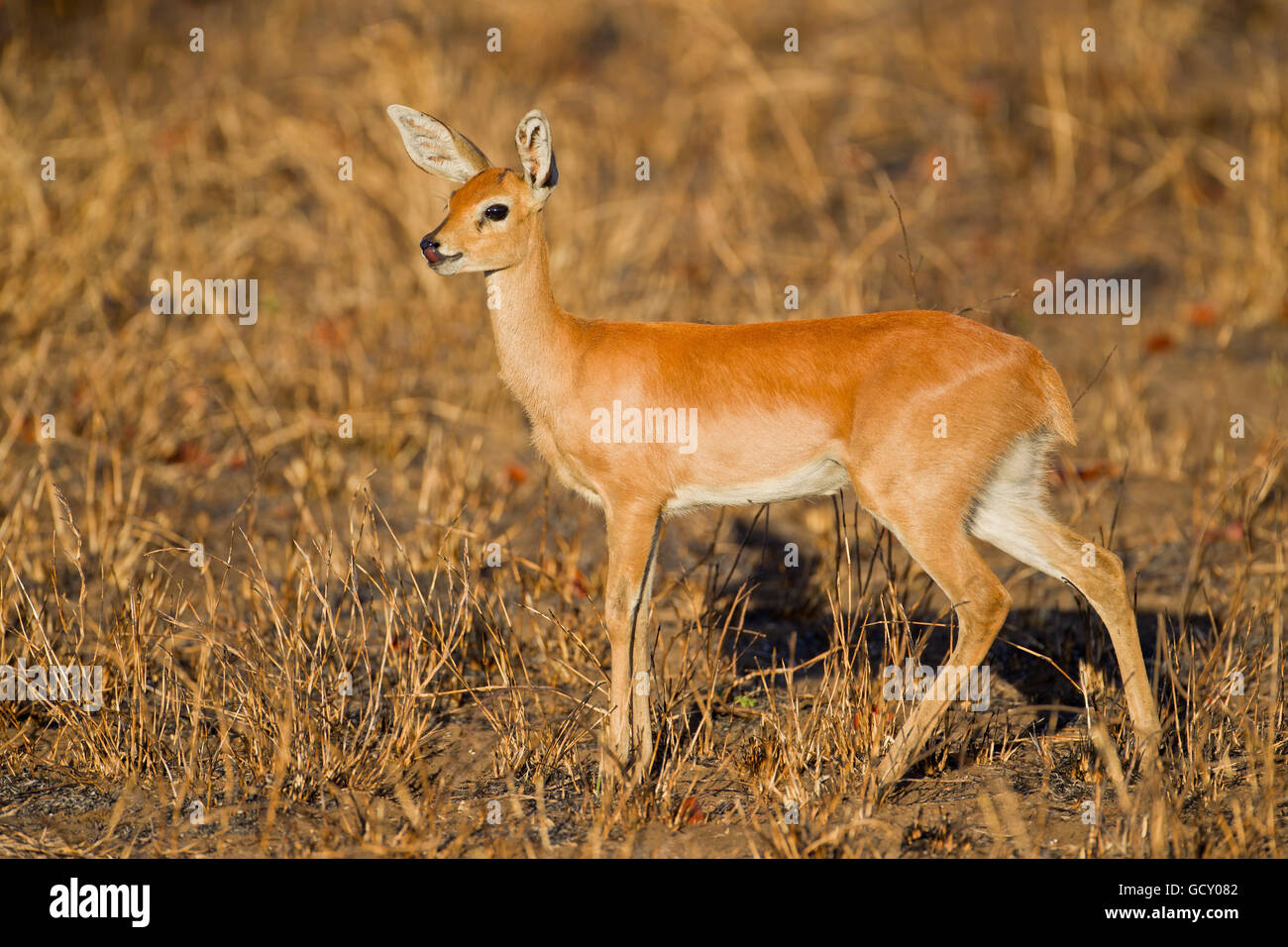 Bushbock, Imbabala (Tragelaphus sylvaticus) in the bush, Kruger ...